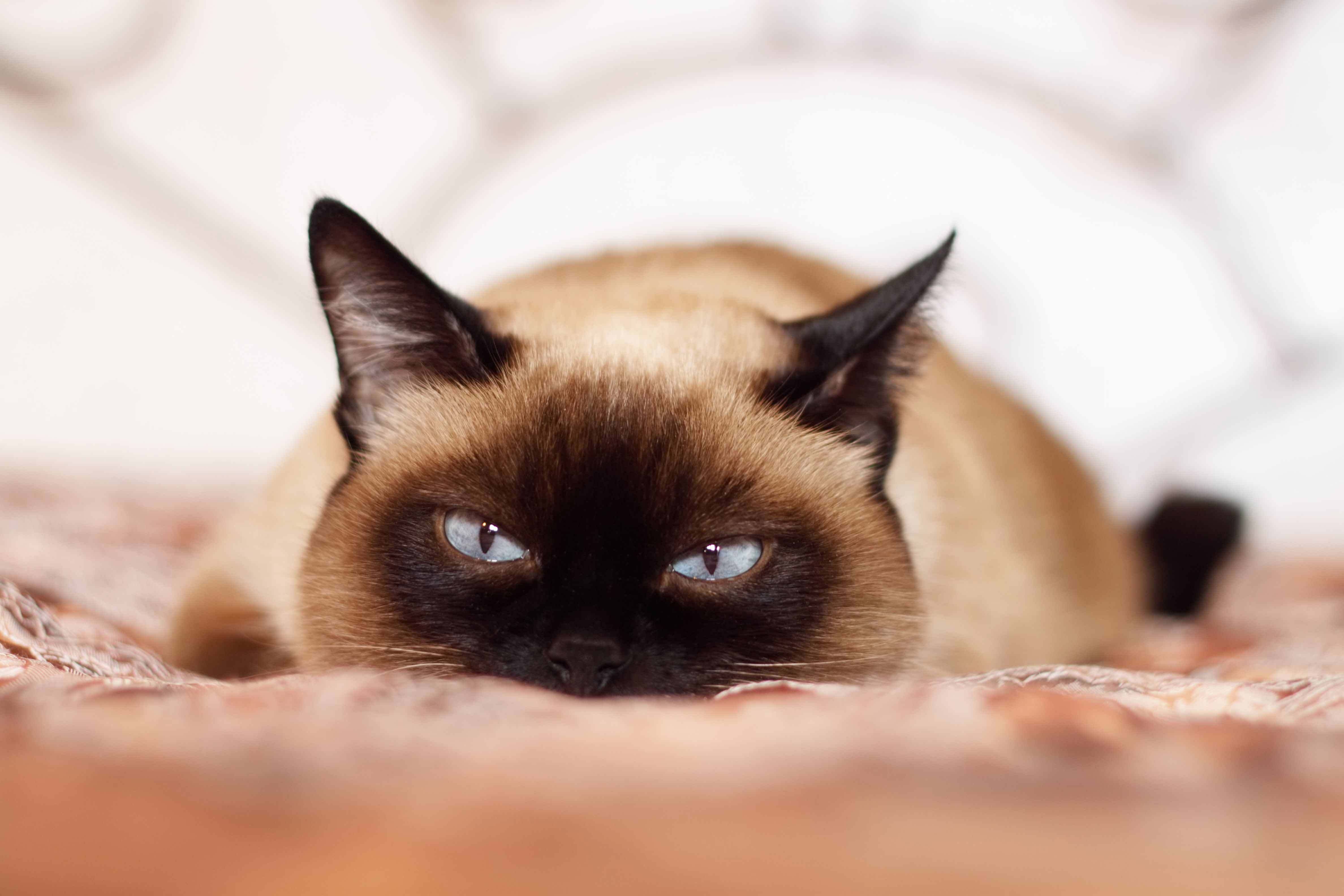 Cuidados de un Gato Geriátrico – Medicina de la Conducta